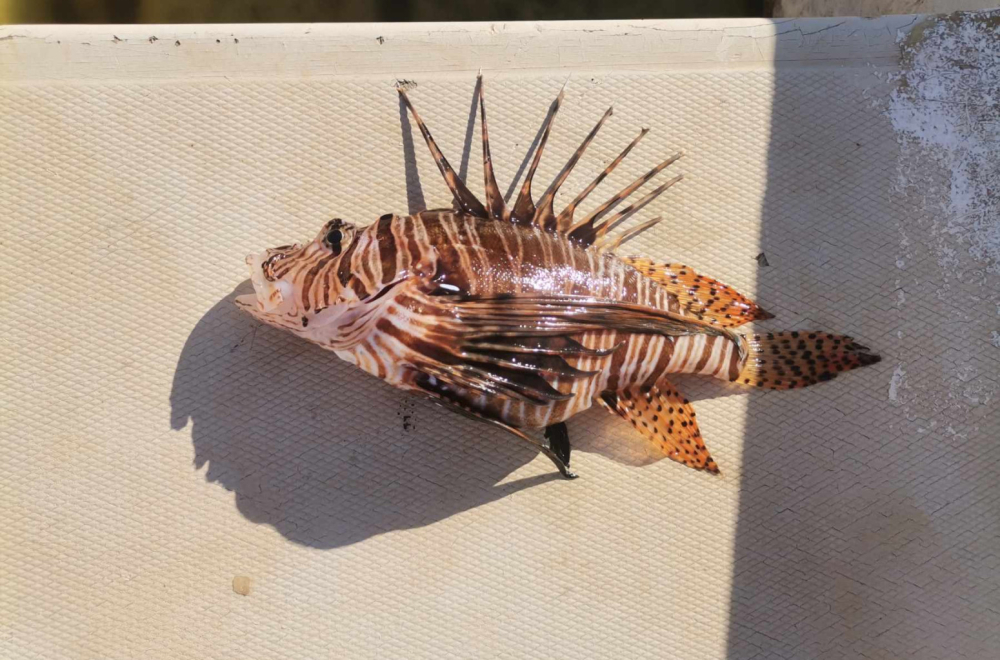 Svi komentari - Još jedna vrsta otrovne ribe ulovljena u Crnoj Gori ...