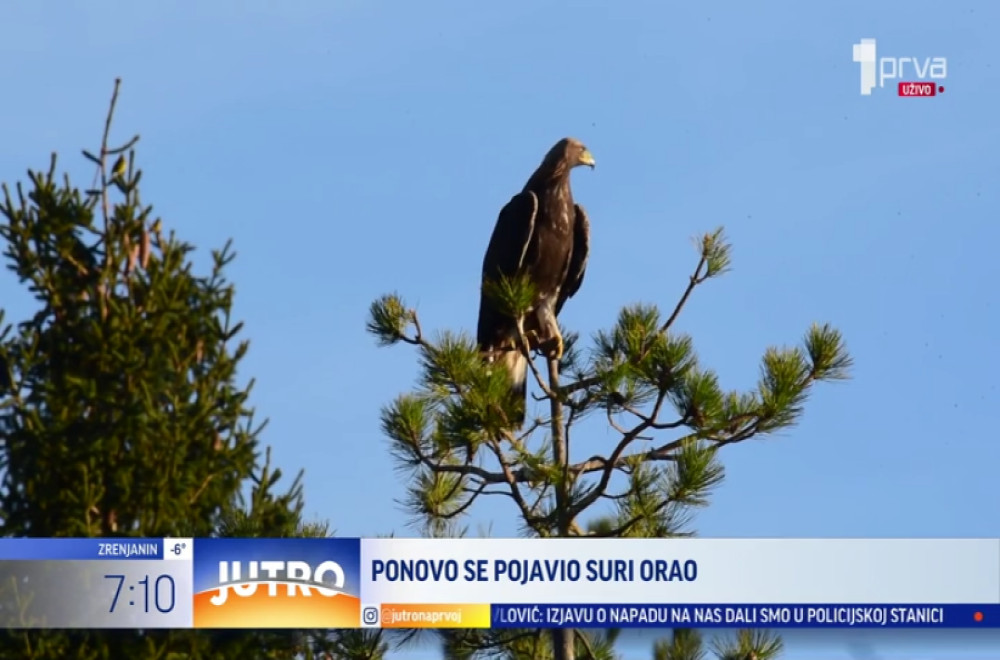 Posle 12 godina iznad Prijepolja se pojavio suri orao - B92