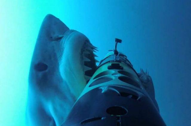 Jezivi snimak naučnika: Ovako napada velika bela ajkula - B92