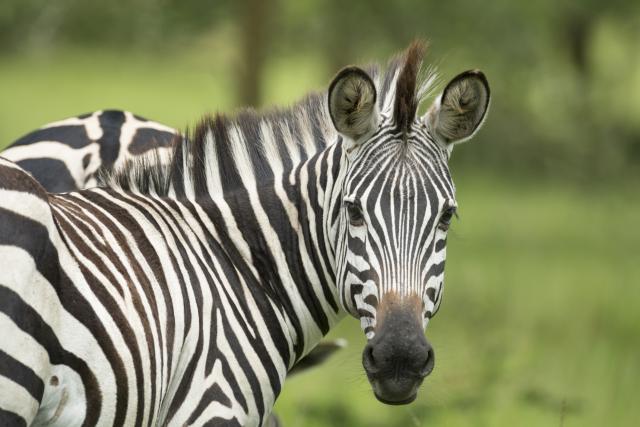 Nova studija objasnila zašto zebra ima pruge - B92