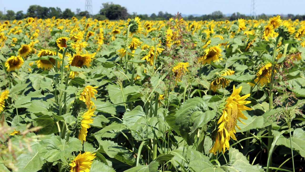 Suncokret klonuo zbog sunca, ali prinos obećava - Vesti - Biz - B92.net