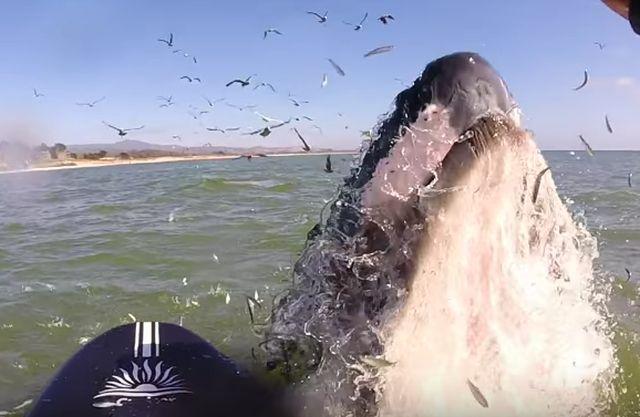 Srce joj “stalo”: Grbavi kit iskočio pred surferku - B92