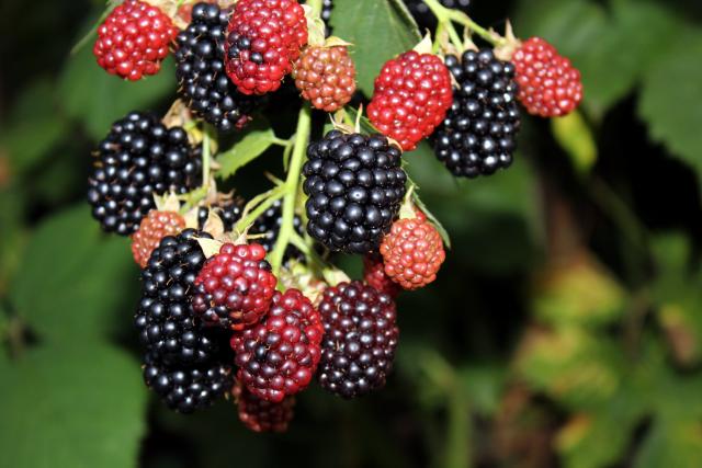 Kupine: Kap po kap kao zlato - 4x više roda - B92