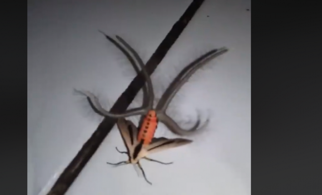 Šta je, zaboga, ovo: U Indoneziji snimljen zastrašujući insekt - B92