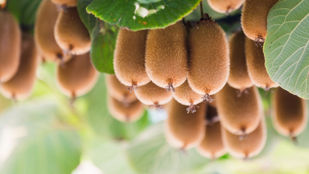 Tropsko voće, u Srbiji preživelo i minus i košavu - Biz - B92.net