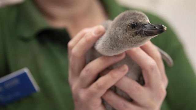 Preživela beba pingvin kojoj su roditelji zgazili jaje - B92