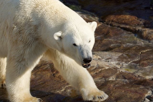 Polarni medved napao čoveka na najsevernijem norveškom ostrvu - B92