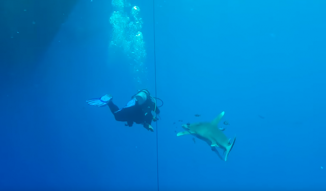 Ronilac koji je preživeo napad ajkule: Bilo je mnogo krvi, a obala tako ...