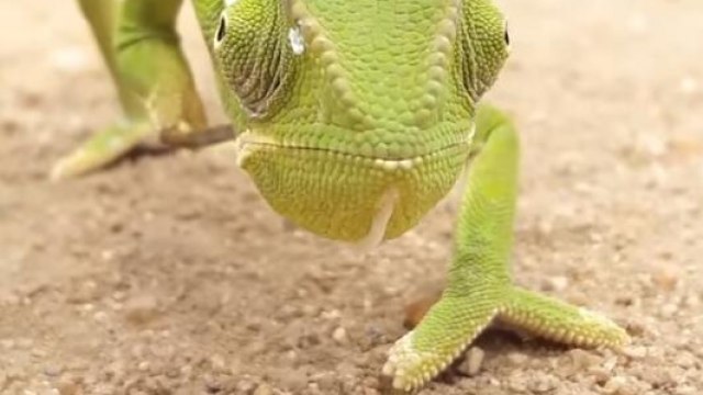 Ovaj gušter ima najneverovatnije oči koje ste ikada videli!