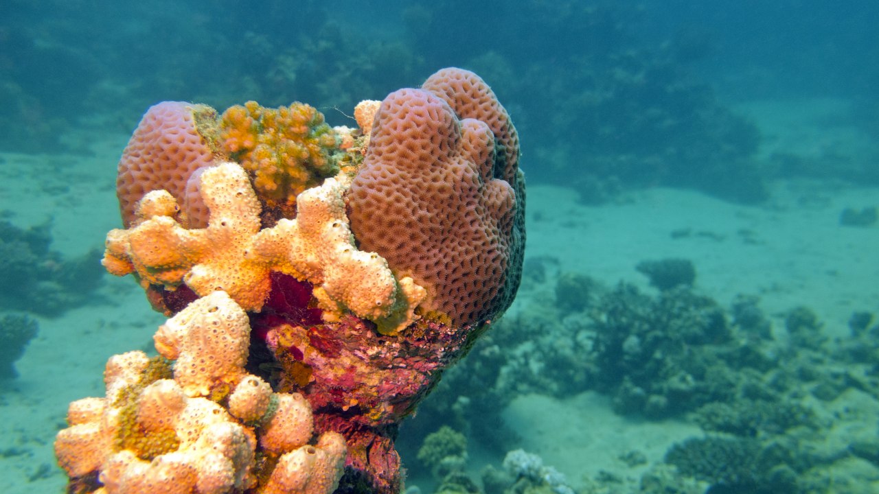 Uzgajalište morskih sunđera dato u koncesiju na 20 godina za 2.500 evra ...