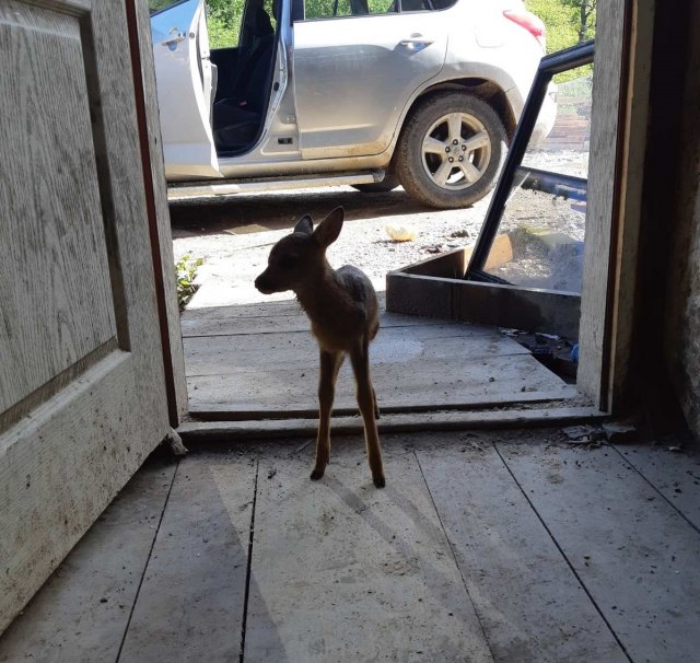 Neobičan gost stigao kod porodice Lišanin: Malo lane ne plaši se ni ...