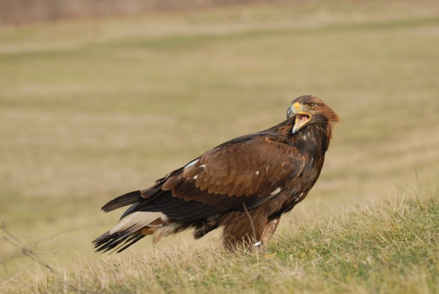 Na Tari se pojavila nova retka vrsta ptice FOTO - B92