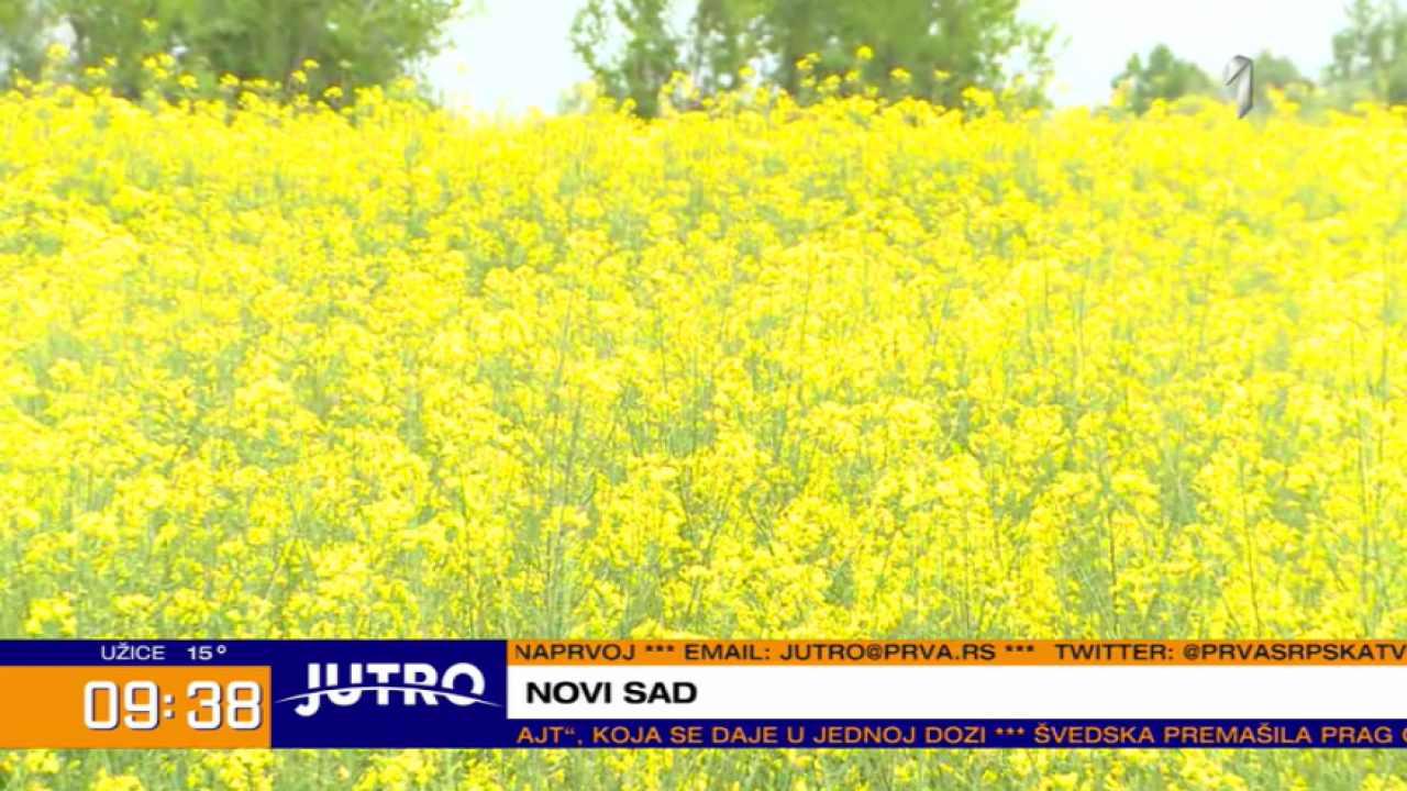 Prelepa slika iz Vojvodine: Polja sijaju VIDEO - Novi Sad - Društvo ...