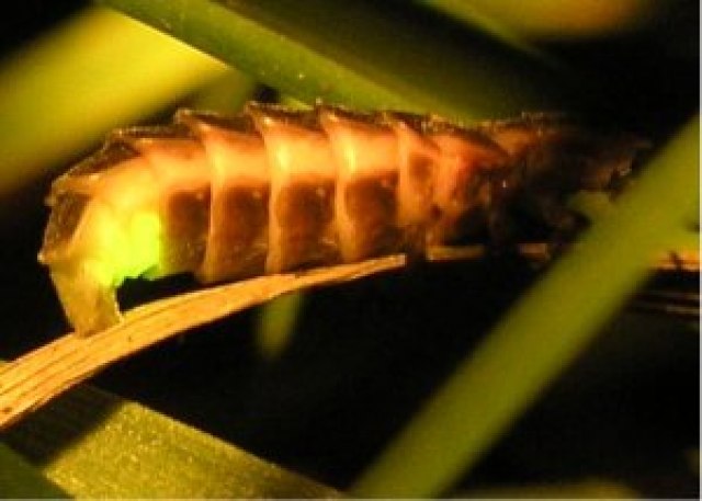 Letnja atrakcija: Gde se mogu posmatrati svici u Beču? - 92Putovanja