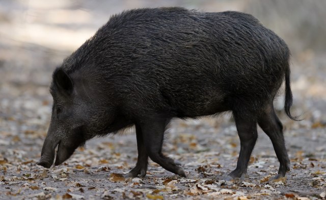 Vepar "posetio" Novi Sad: Pre četiri godine jednog jurila policija FOTO ...