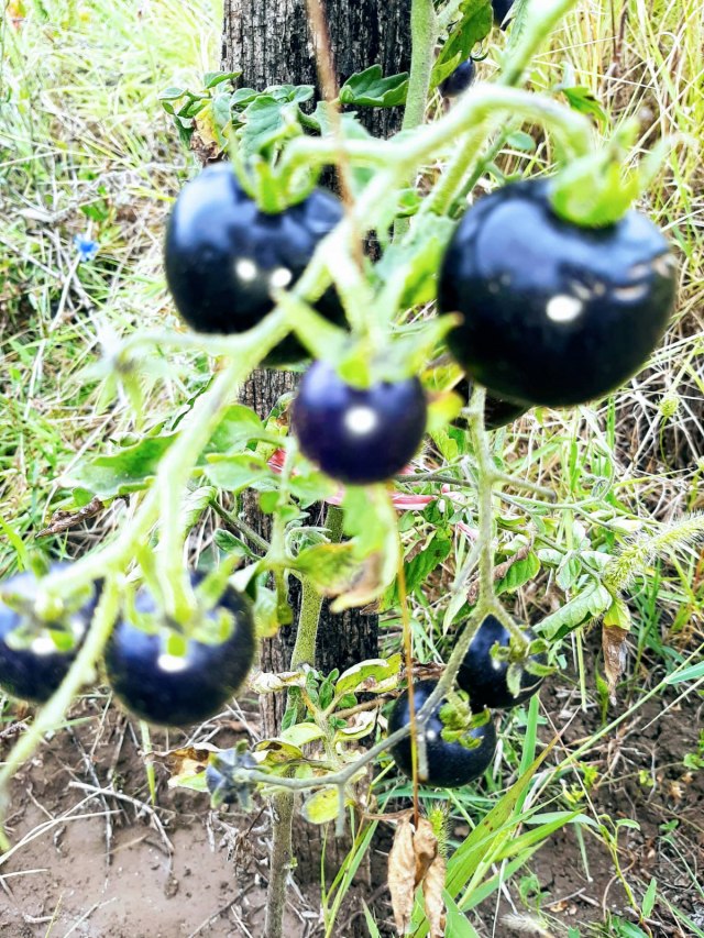 "Ljudi kažu da je to zakržljao plavi patlidžan, ali ne - to je stara ...