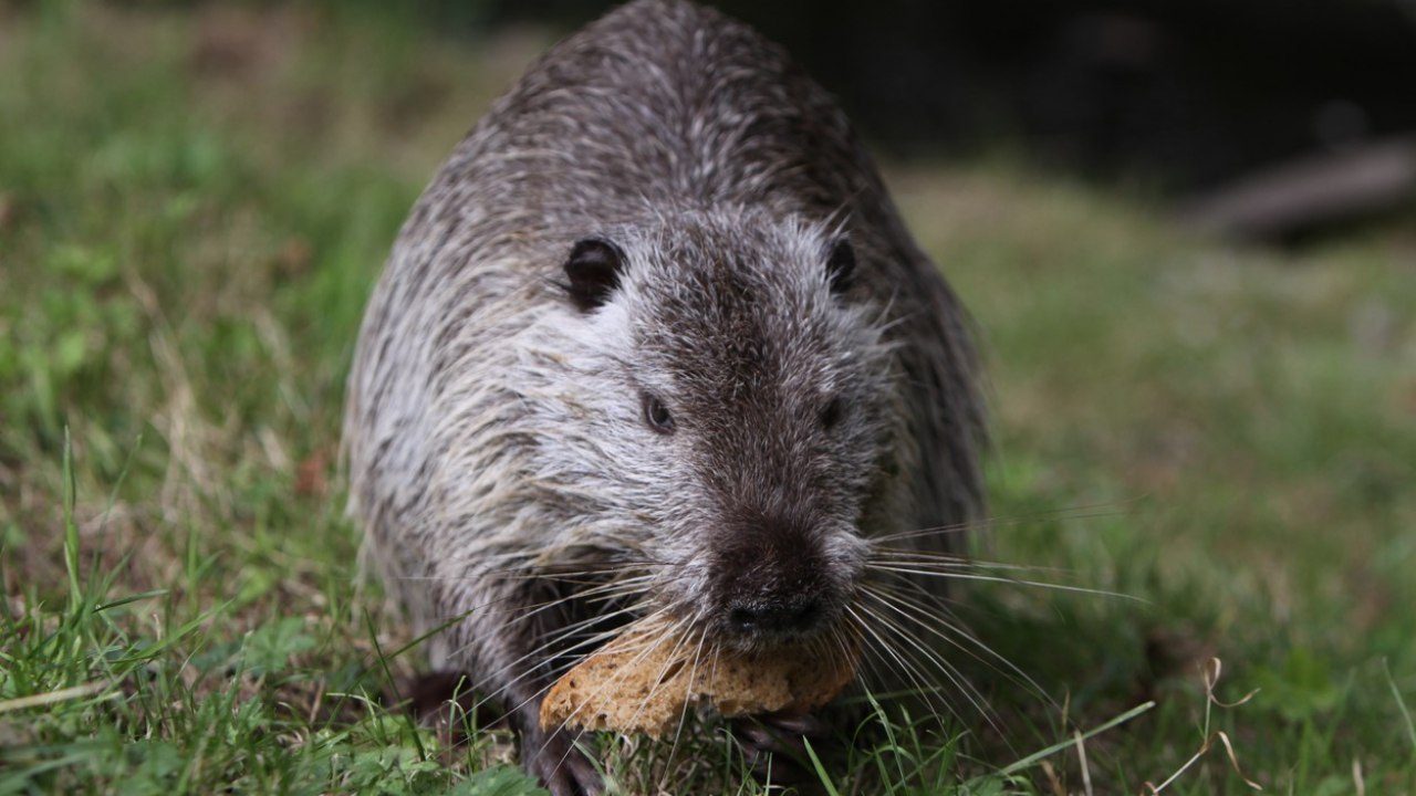 Nutrije se šetaju ispod Pupinovog mosta - nose sa sobom opasnost ...