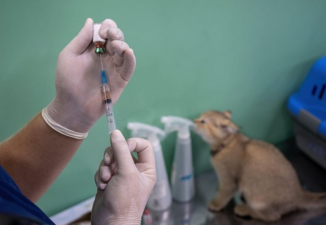 Počinje vakcinisanje životinja protiv korone - Finska prva u EU - B92