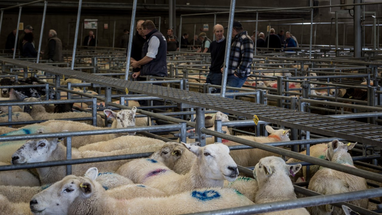 Stočna pijaca u Kruševcu ponovo radi - Kruševac - Društvo - B92 Lokal