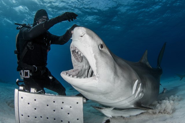 Neverovatna odluka: U Egiptu će od ajkule koja je ubila ruskog turistu napraviti mumiju za muzej ...