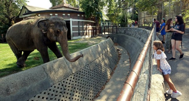 Uginula slonica Tvigi: Bila je jedan od simbola beogradskog Zoo-vrta ...