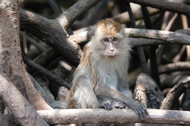 Majmun dve godine živeo sa svinjskim bubregom: To bi moglo da bude jako ...