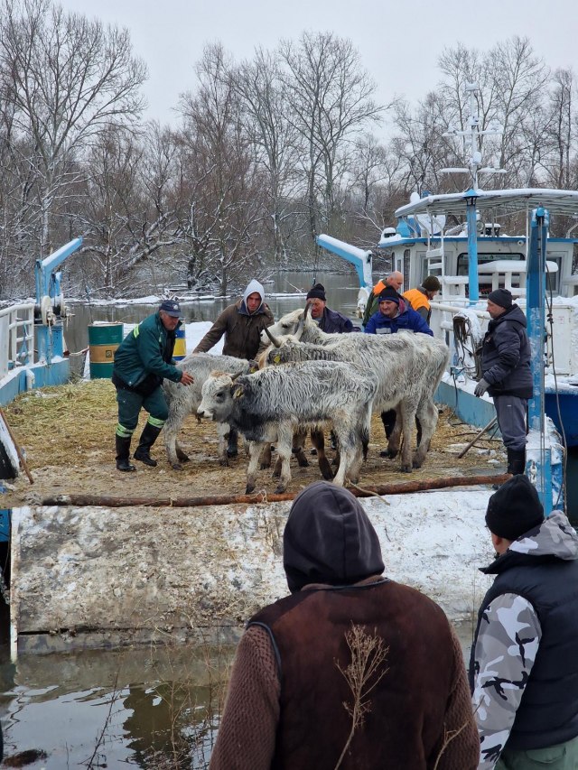 Akcija vojske na Dunavu: Počelo spasavanje zarobljenih izgladnelih životinja s Krčedinske ade ...