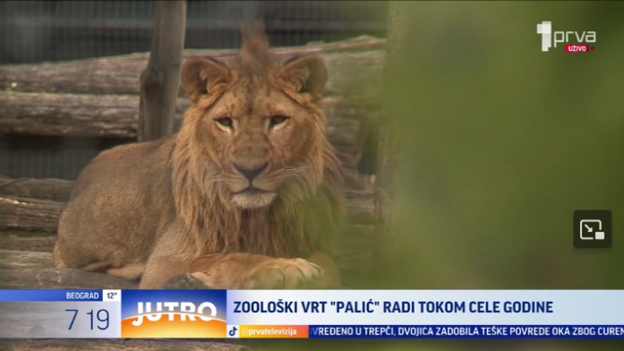 Iako radi cele godine, ove životinje se sada ne mogu videti u Zoo vrtu Palić VIDEO - Subotica ...