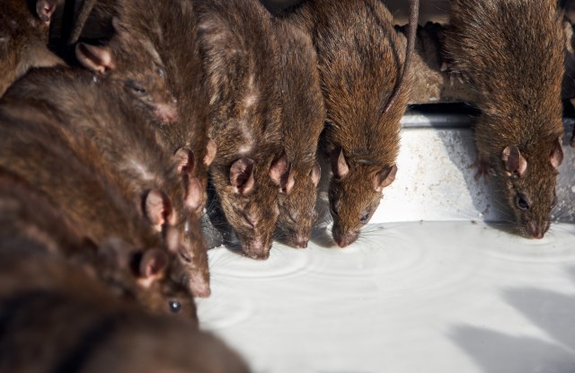 Francuski umetnik otkrio da pacovi vole da prave selfije - B92