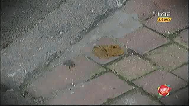 Pseći izmet na Vračaru - B92