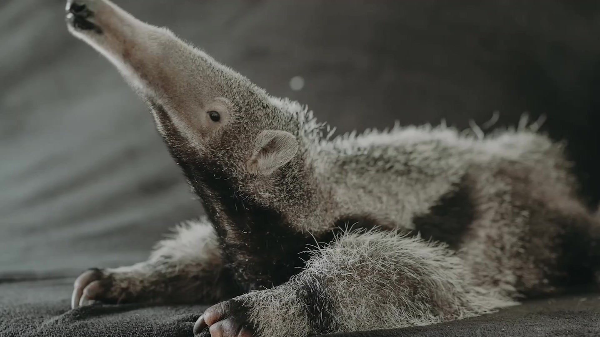 Mravojedi u Brazilu - B92